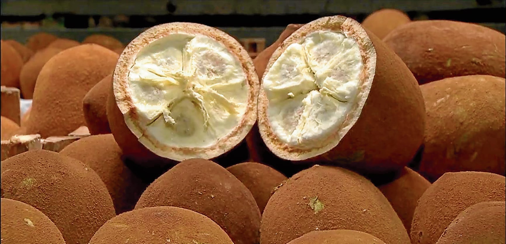 Cupuaçu: do Norte do país para todo o Espírito Santo | A Gazeta