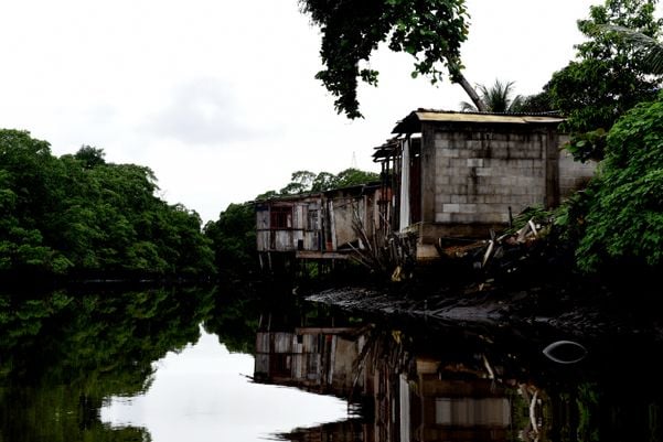 Área de mangue no ES encolheu o equivalente a 120 campos de futebol | A ...
