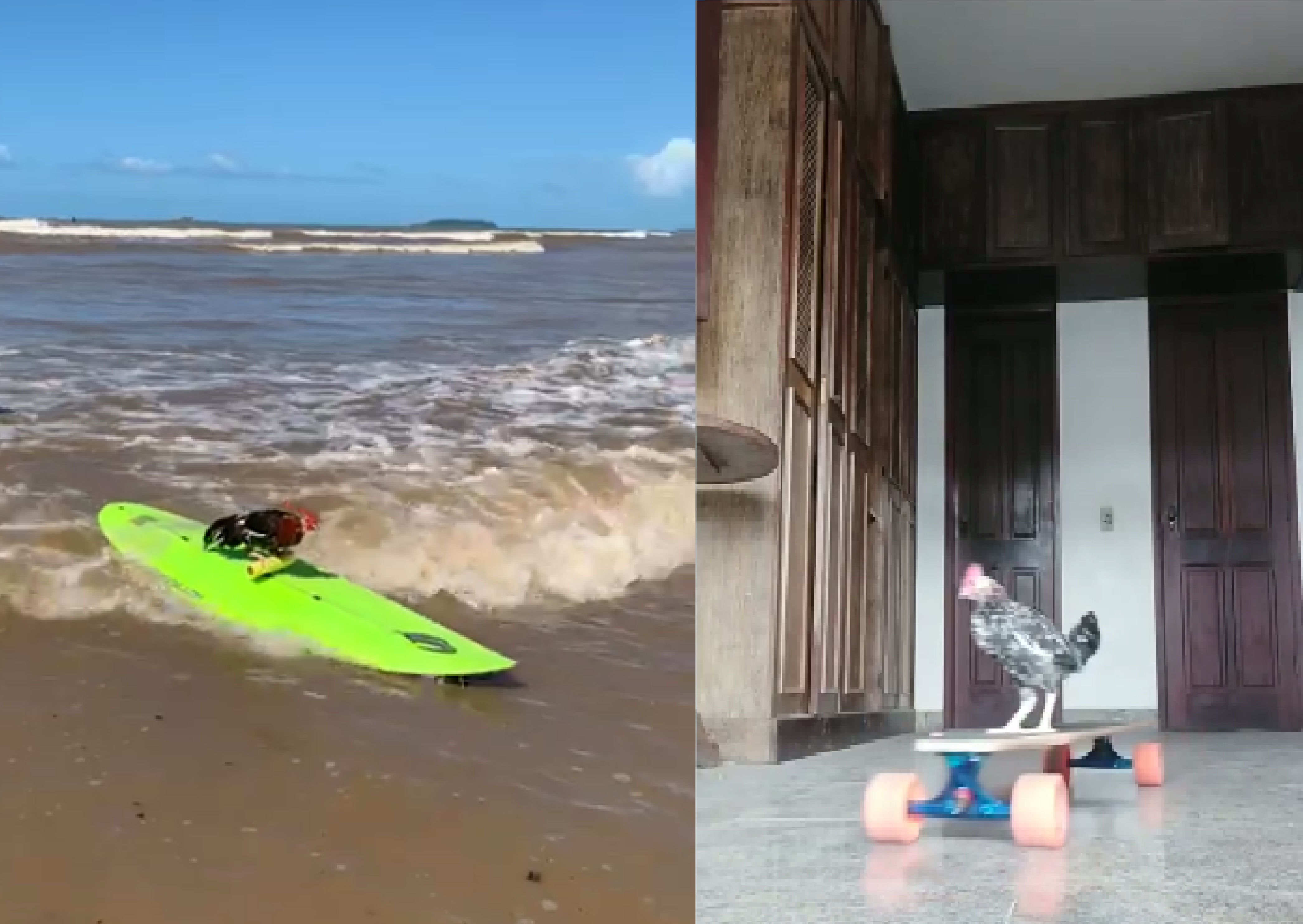 João Frango: o galo 'surfista' que faz sucesso no Sul do ES | A Gazeta