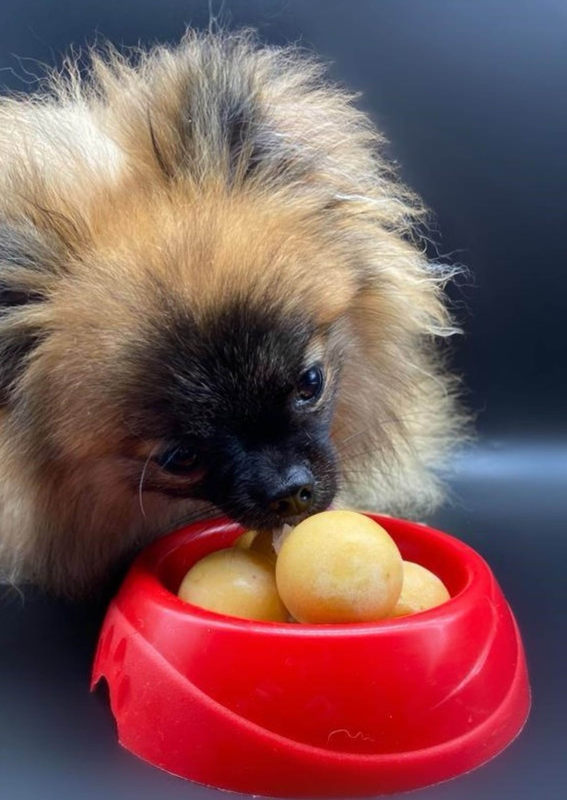 Sorvete para pets: aprenda a fazer uma receita para refrescar no verão ...