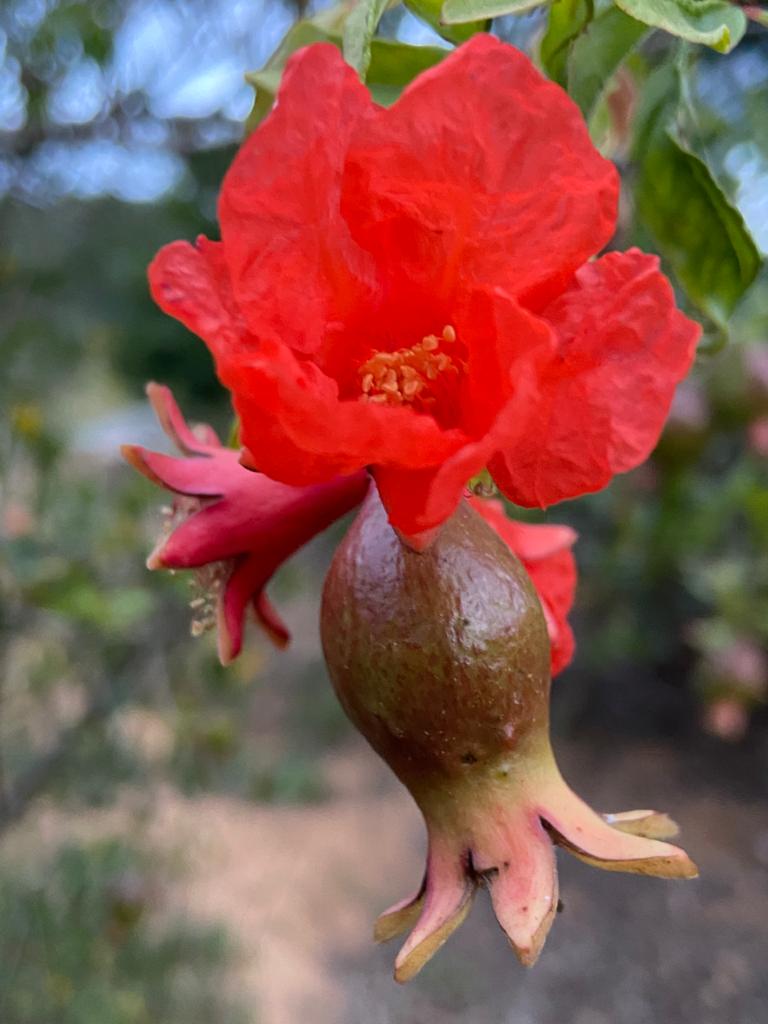 As flores que transformam plantações de frutas em jardins no ES | A Gazeta