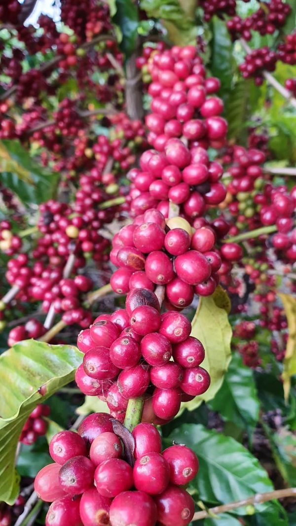 Café conilon do ES agora é marca reconhecida no Brasil e no mundo | A ...