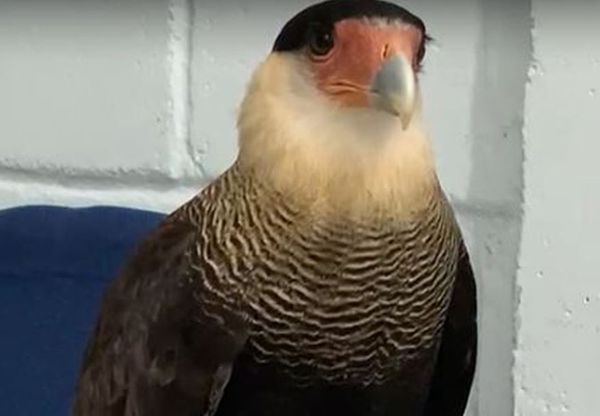 Carcará com identificação do Ibama é resgatado em casa em São Mateus ...