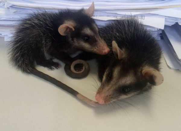Filhotes de gambá são resgatados em prédio na Praia do Suá, em Vitória ...
