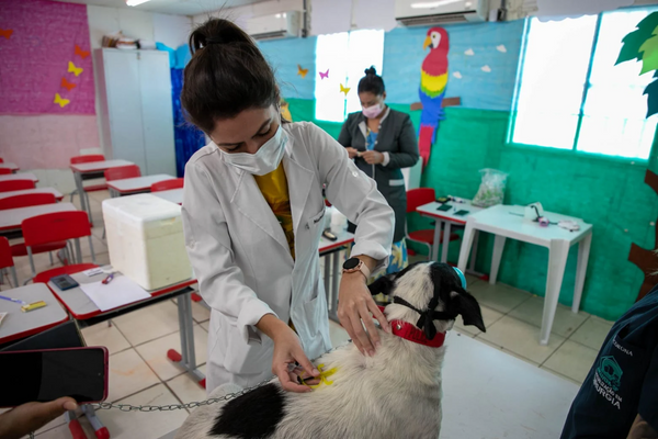 Prefeitura abre vagas para castração gratuita de cães em Cachoeiro | A ...