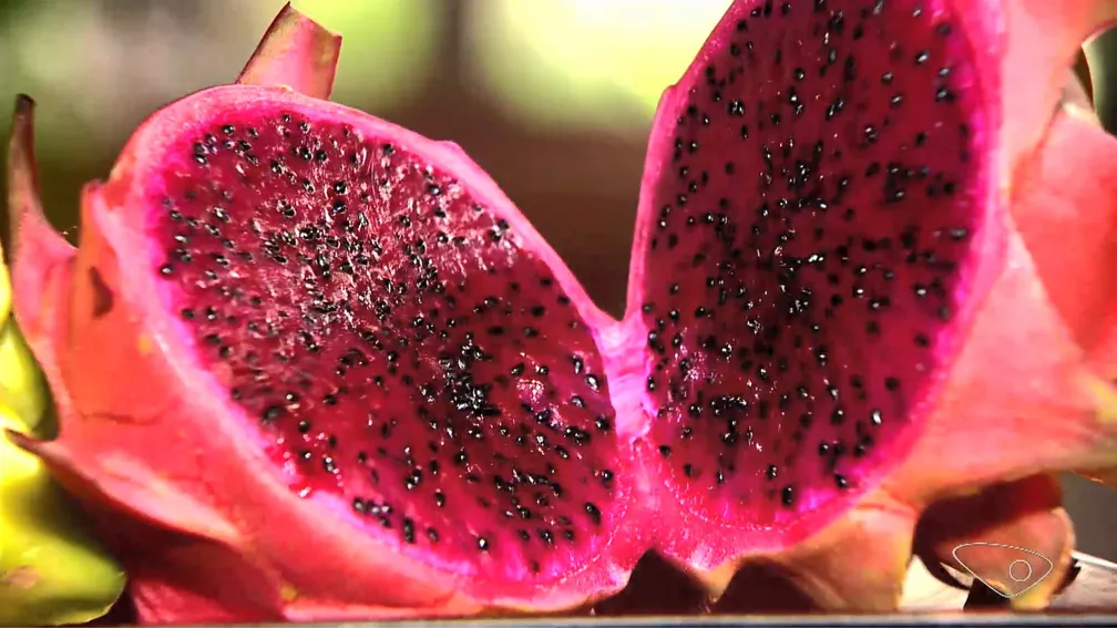 Técnica com adubo de coco alavanca produção de pitaya no ES | A Gazeta