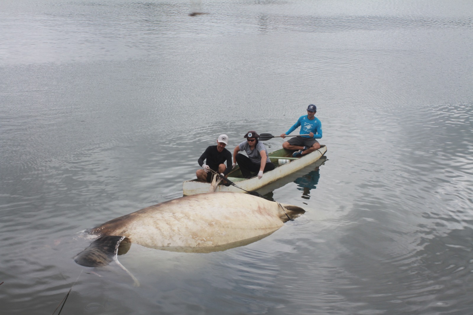Tubarão-baleia: as imagens no ES do considerado maior peixe do mundo ...