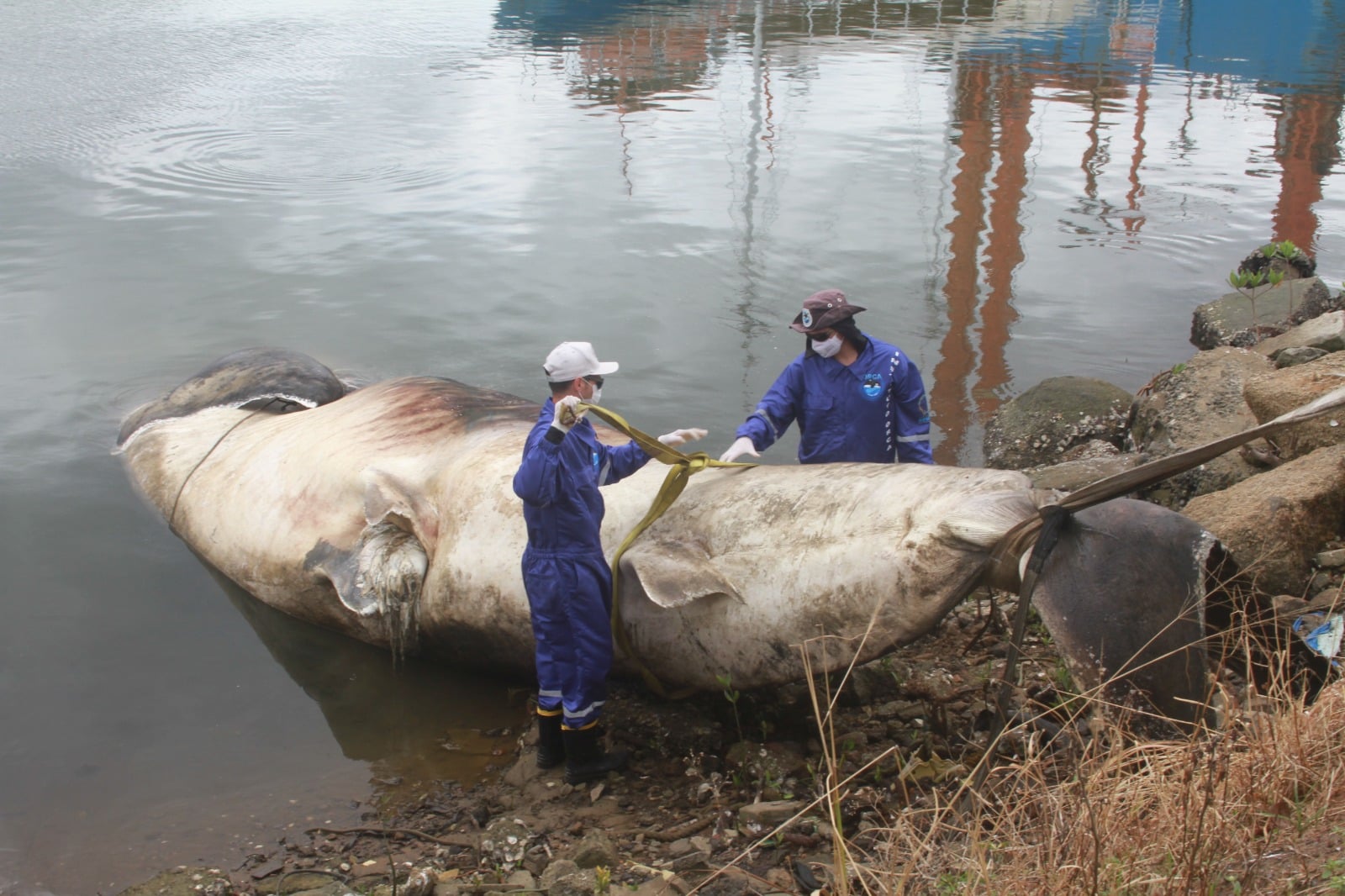 Tubarão-baleia: as imagens no ES do considerado maior peixe do mundo ...