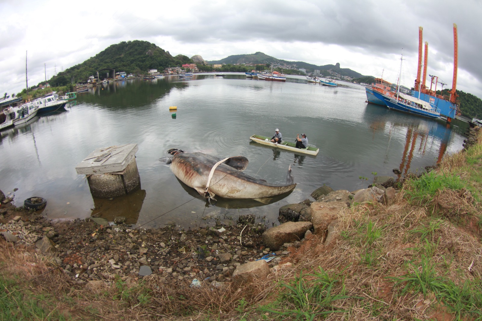 Tubarão-baleia: as imagens no ES do considerado maior peixe do mundo ...