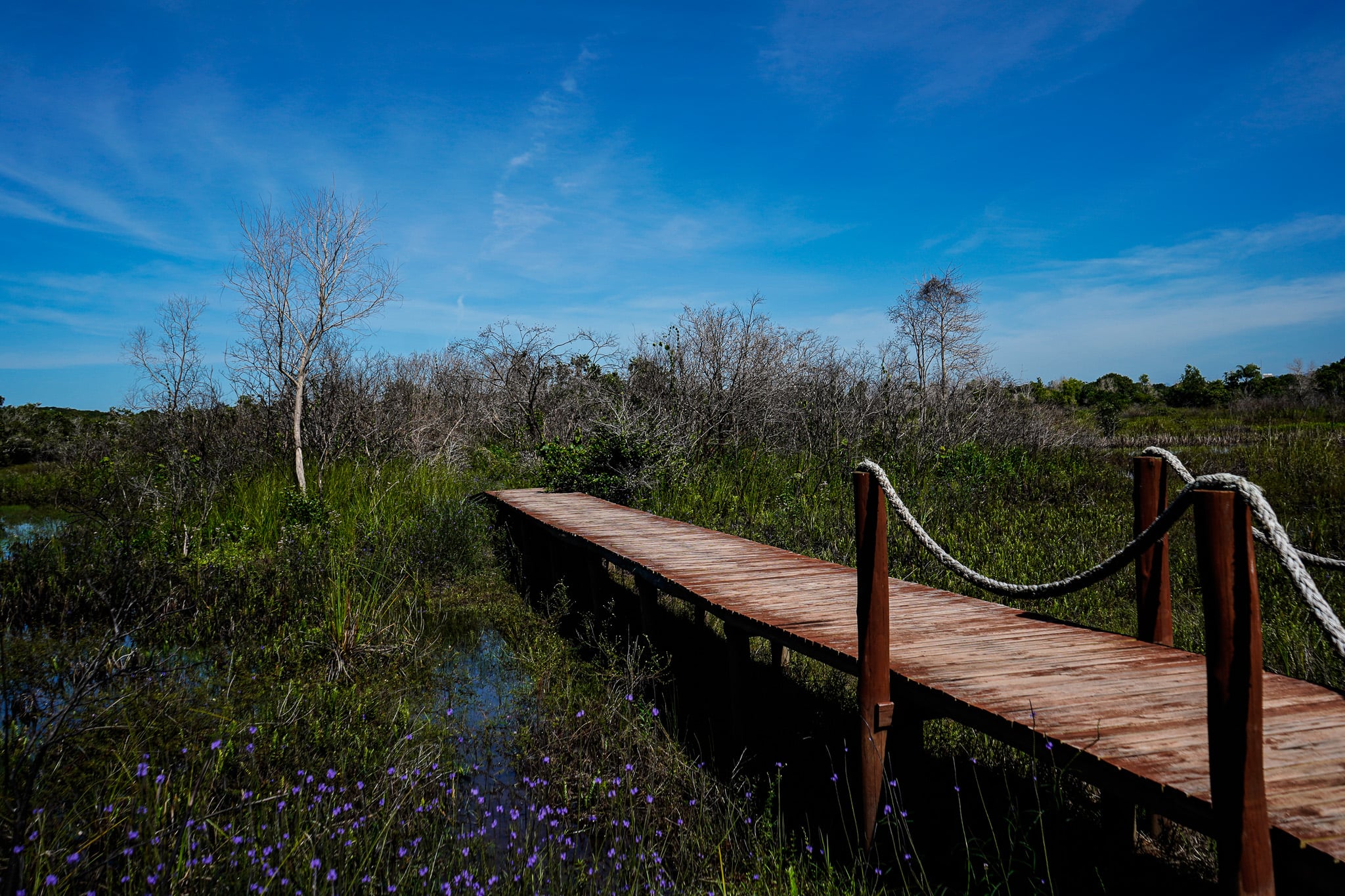 Parque Paulo César Vinha resiste e mostra todo o seu potencial ...
