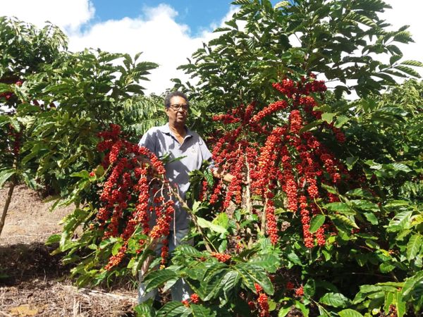 Modernização e novas tecnologia nas lavouras levam o café capixaba para ...