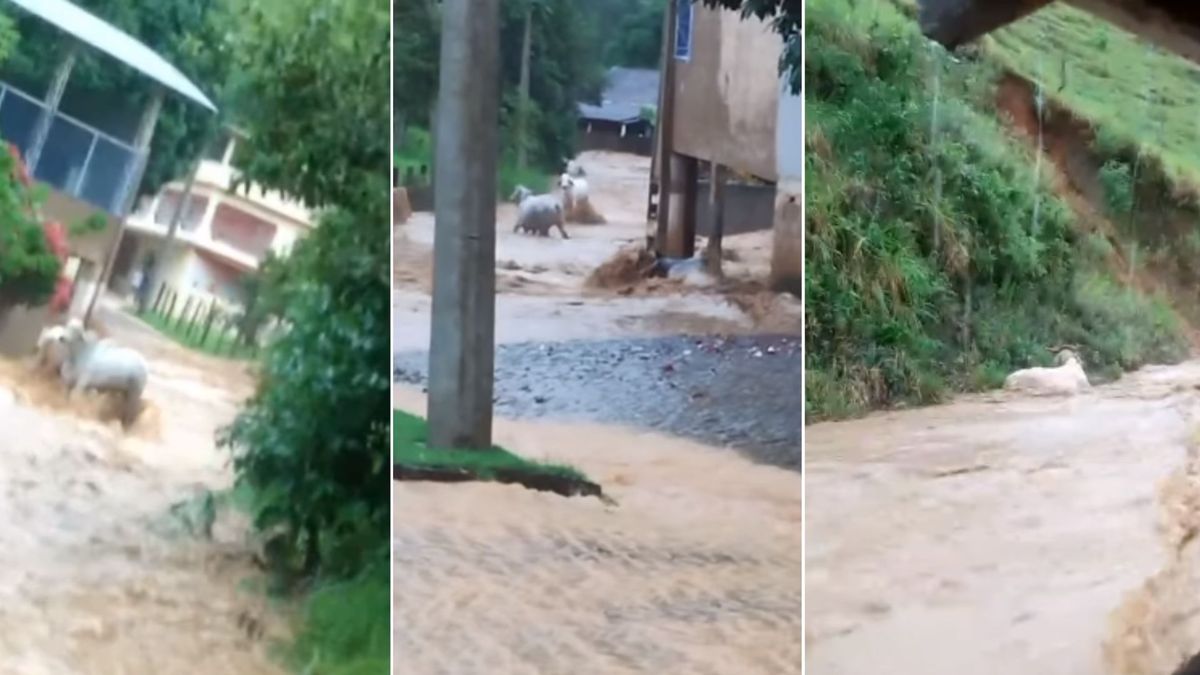 Gado é arrastado por enxurrada durante temporal em Alfredo Chaves | A ...