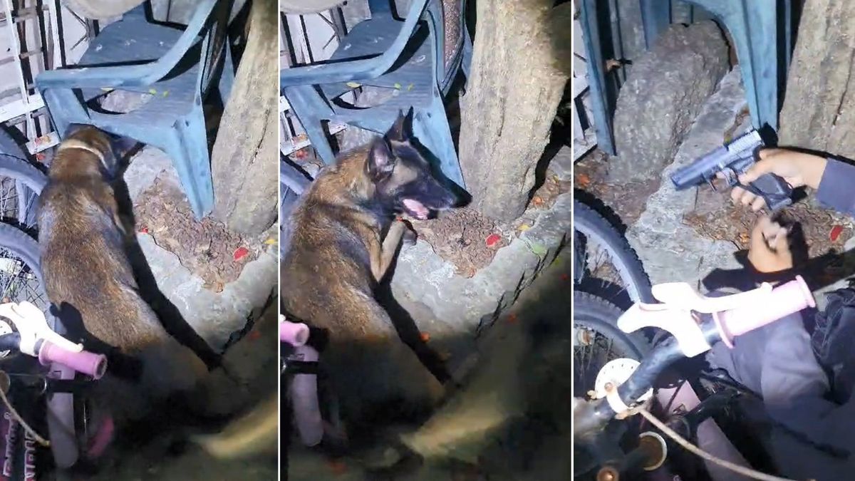 Cão policial acha arma escondida após confronto em Vitória; veja vídeo ...