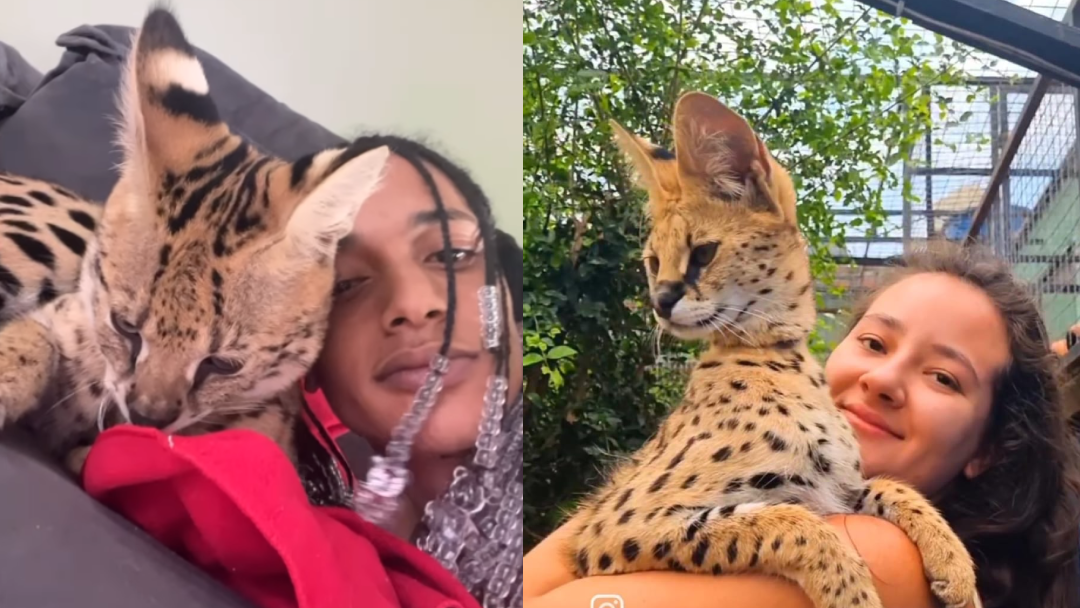 HZ | Gato do rapper Oruam, espécie Savannah pode chegar a R$ 140 mil | A Gazeta