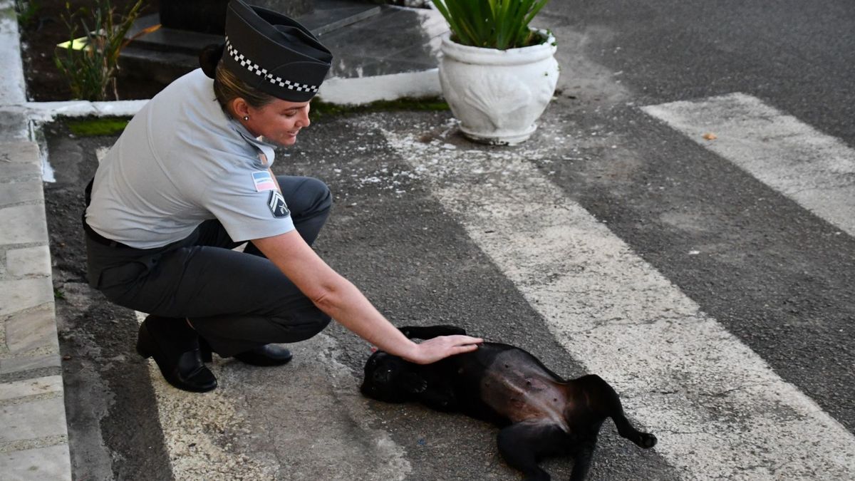 Cadela 'Pantera' é adotada e vira mascote de quartel da PM no ES | A Gazeta
