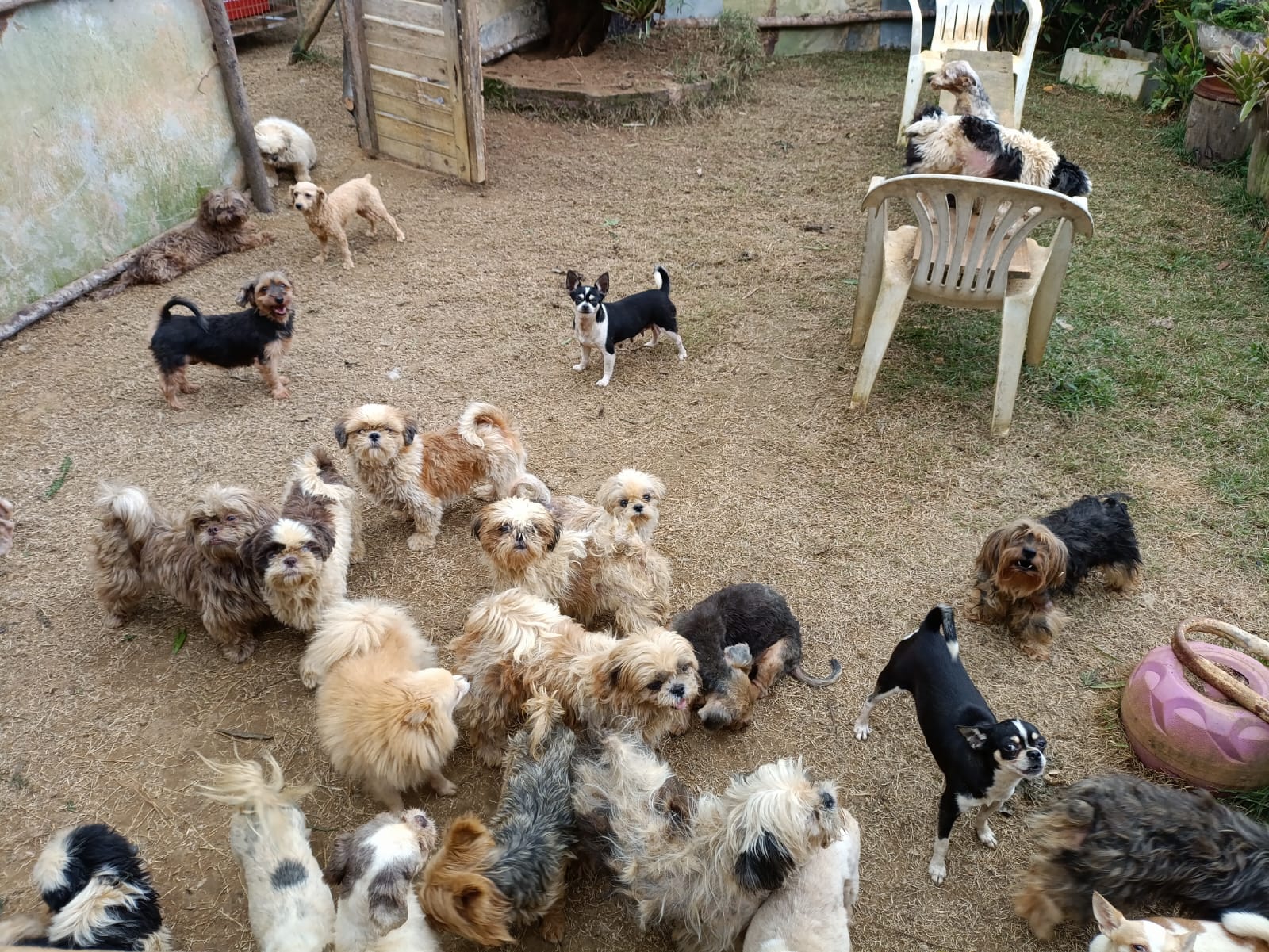 Imagens mostram cães de raça em situação de maus-tratos em canil no ES ...