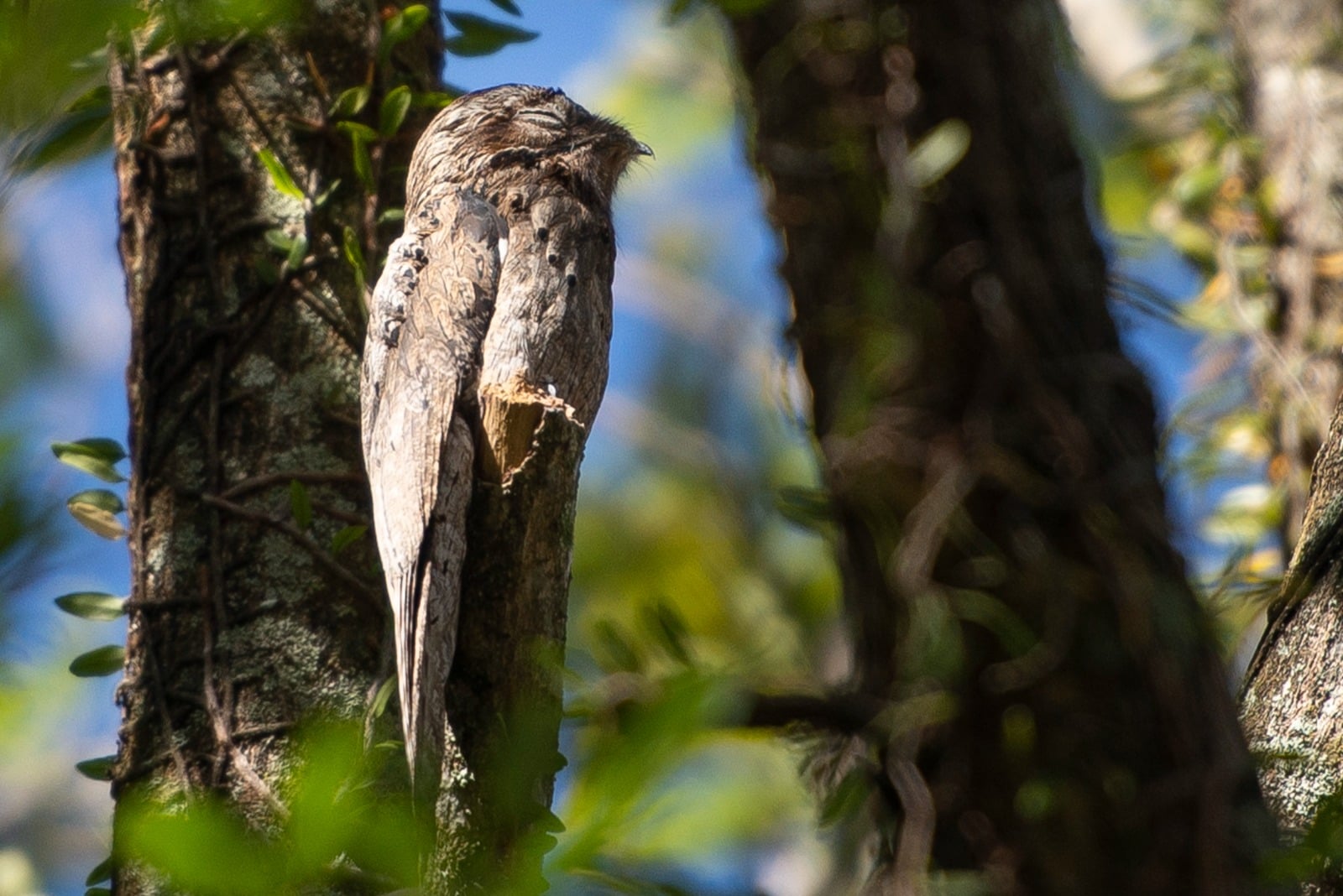 Urutau: 'pássaro-fantasma' é flagrado no Parque da Fonte Grande em ...