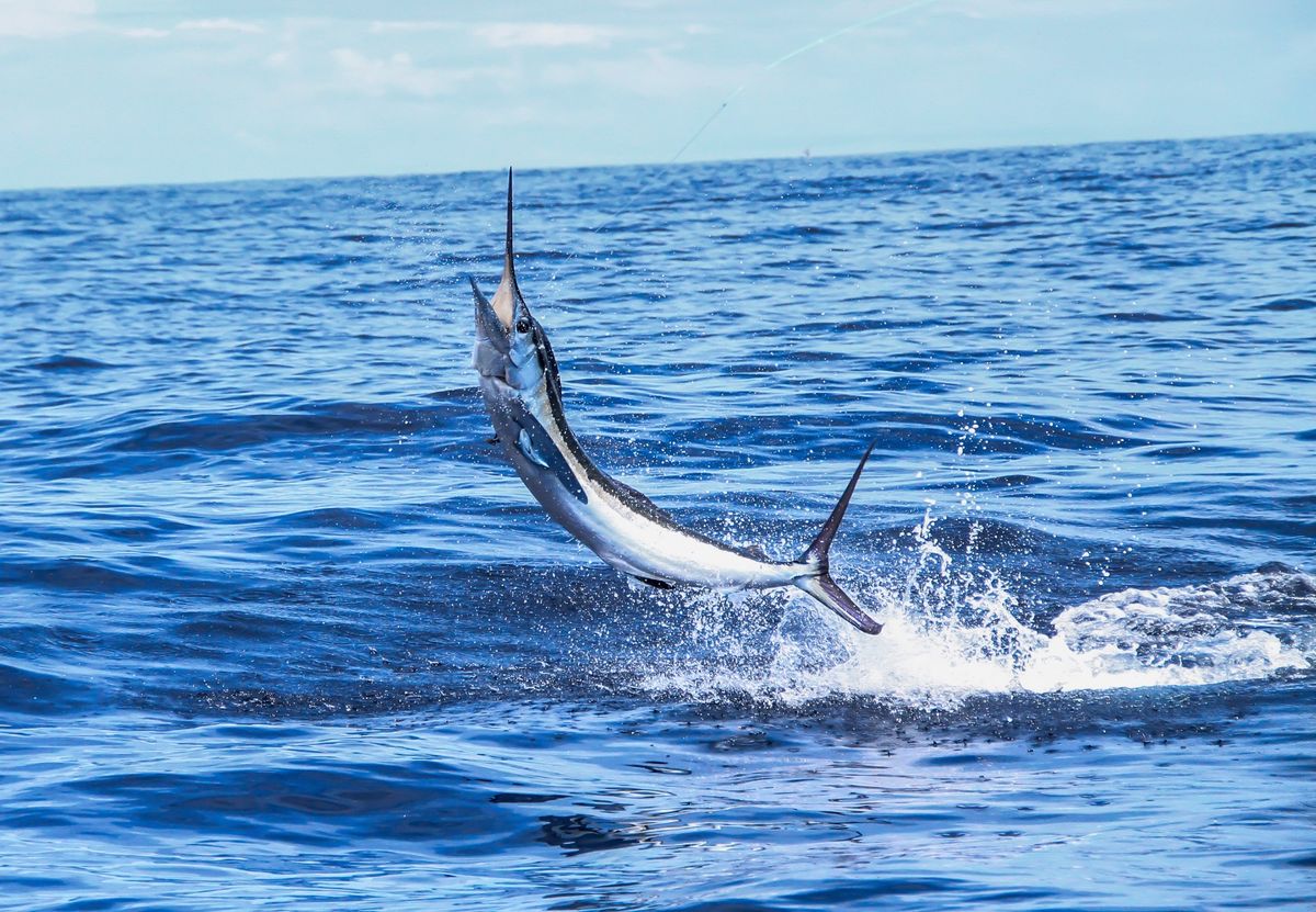 Pescou, registrou e liberou o peixe: no ES, isto não é história de ...