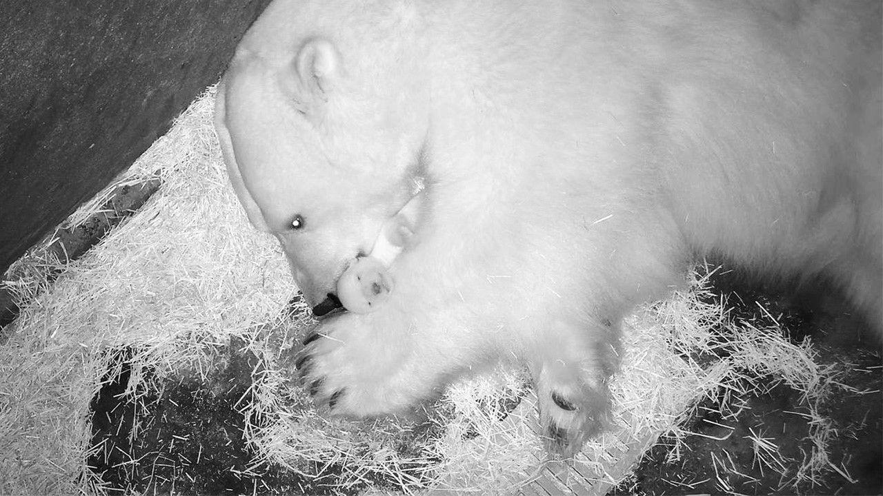 Exclusivo: Nur, a rara bebê ursa polar nascida em aquário no Brasil | A ...