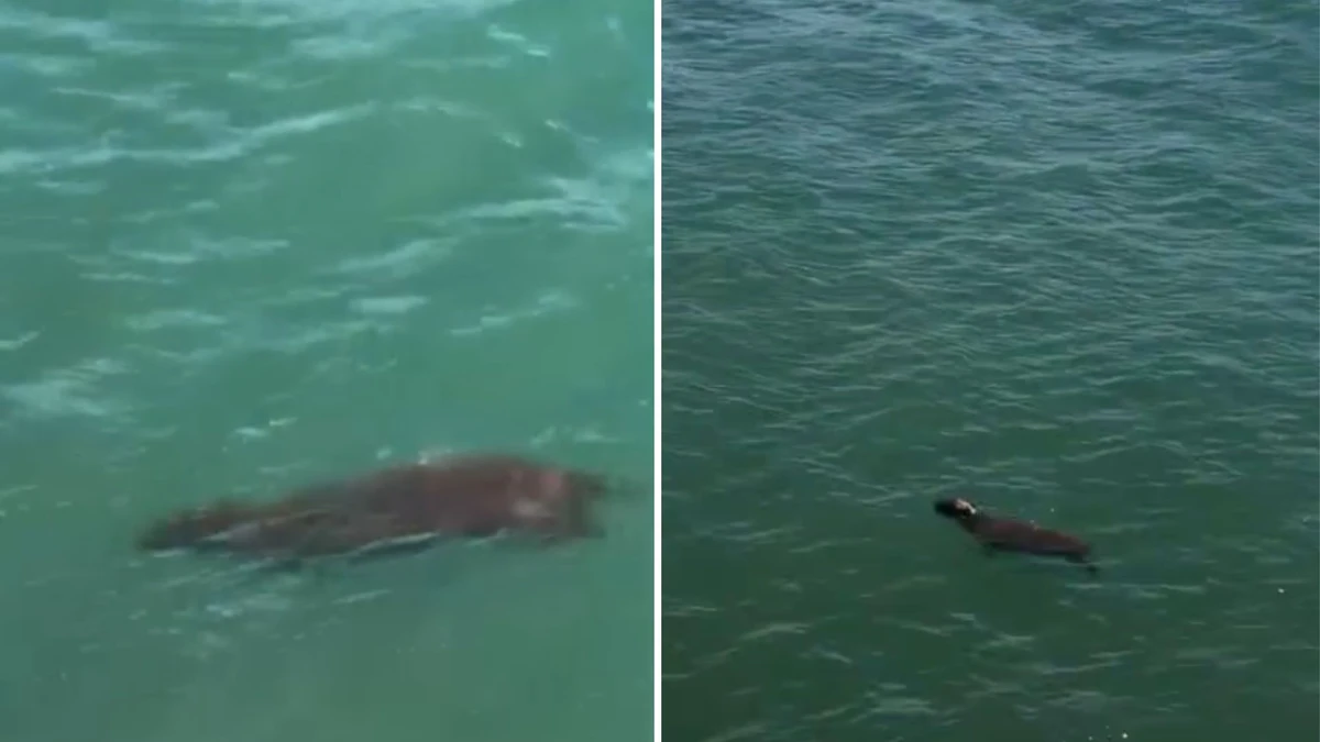 Grupo de natação encontra capivara nadando na Ilha de Pituã em Vila ...