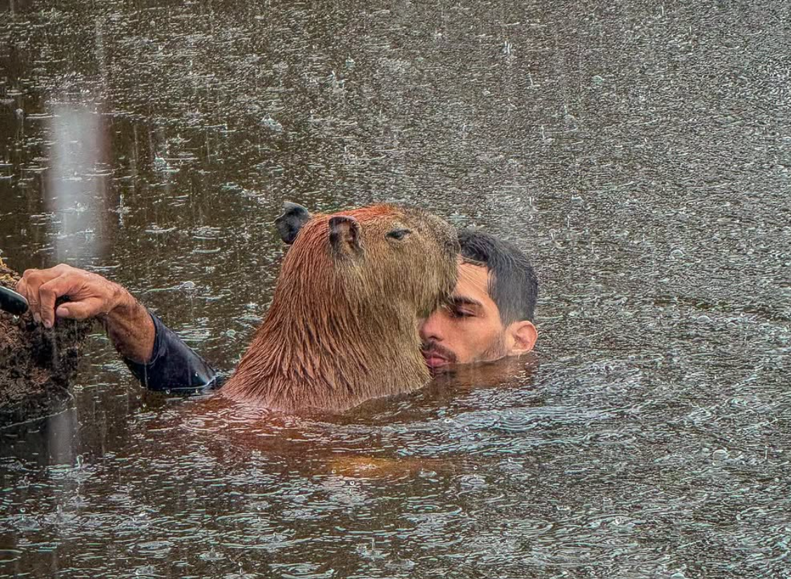 Influencer da capivara Filó continua com o animal, ganhou seguidores e ...