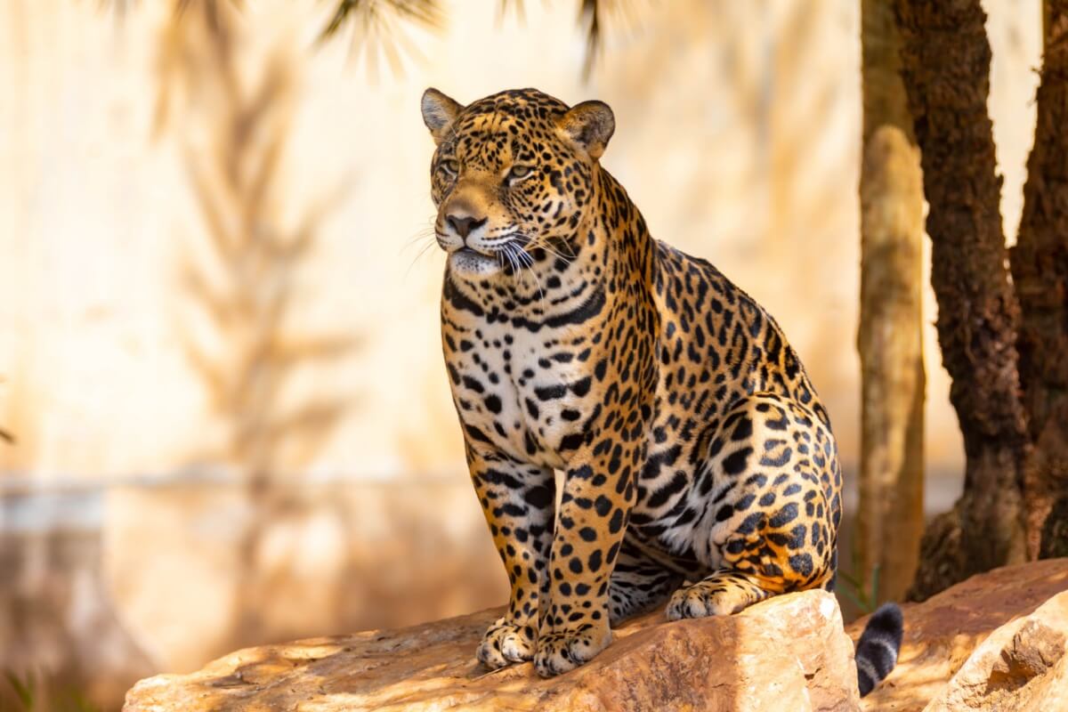 7 curiosidades interessantes sobre a onça-pintada | HZ