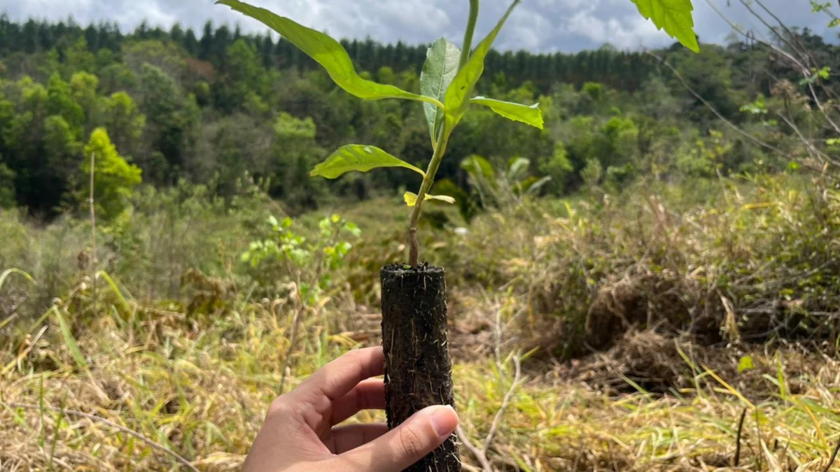 Ações de restauração ecológica recuperam biodiversidade em áreas ...