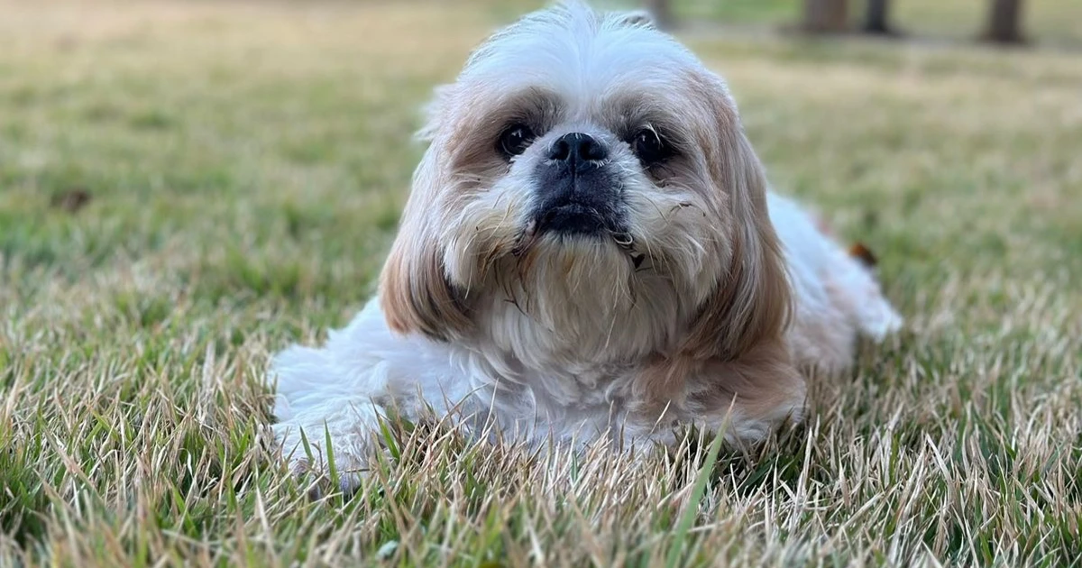 Pitbulls atacam e matam cachorrinho da raça shih tzu em praça de Alegre ...